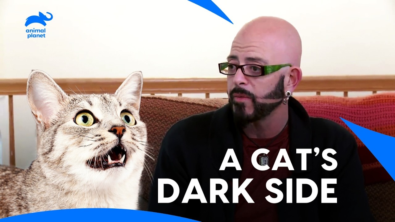 Rescue Cat Becomes a Nightmare! Jackson Faces A Complicated Case | My ...