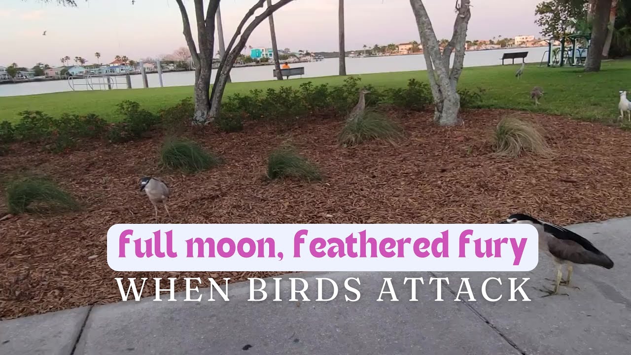 4.23.2024 ~~ Full Moon Smackdown: When Egrets Attack! - YouTube
