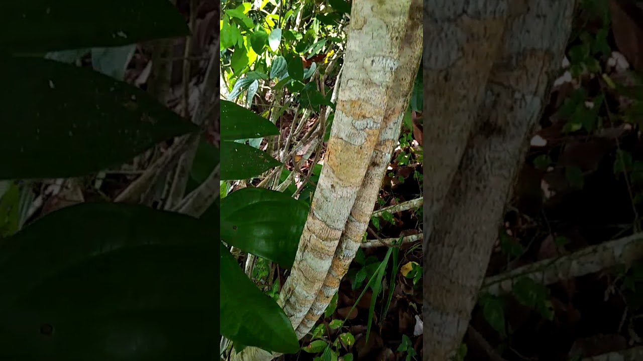 POHON LEPIU BUAH KHAS KALIMANTAN SEPERTI INI RUPANYA PHON NYA - YouTube