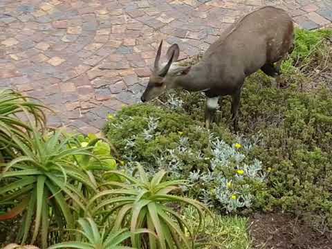 Bushbuck doe at Brenton Bushbuck Lodge - YouTube