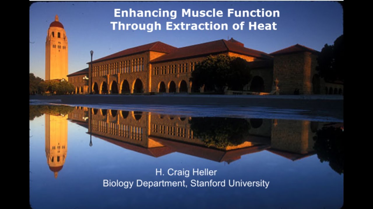 Enhancing Muscle Function Through Heat Extraction - lecture by Stanford ...