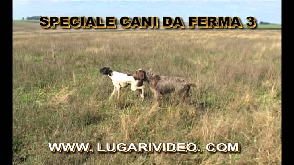 SPECIALE CANI DA FERMA 3 - YouTube