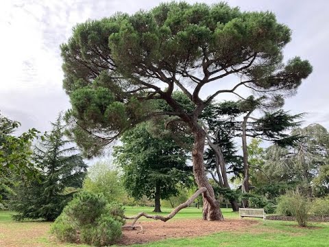 Squirrel and Stone Pine Kew - YouTube