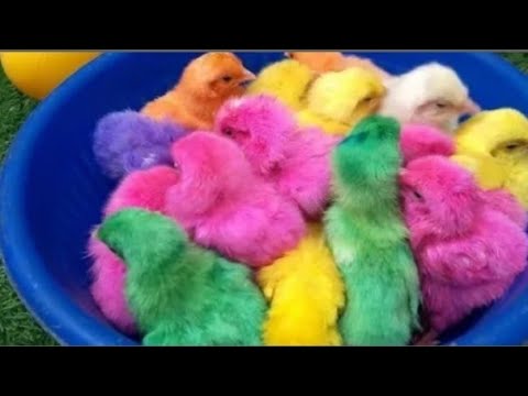 Rainbow Color Balls|| Rainbow Color Chicks|| Color Flowers Round Pool ...