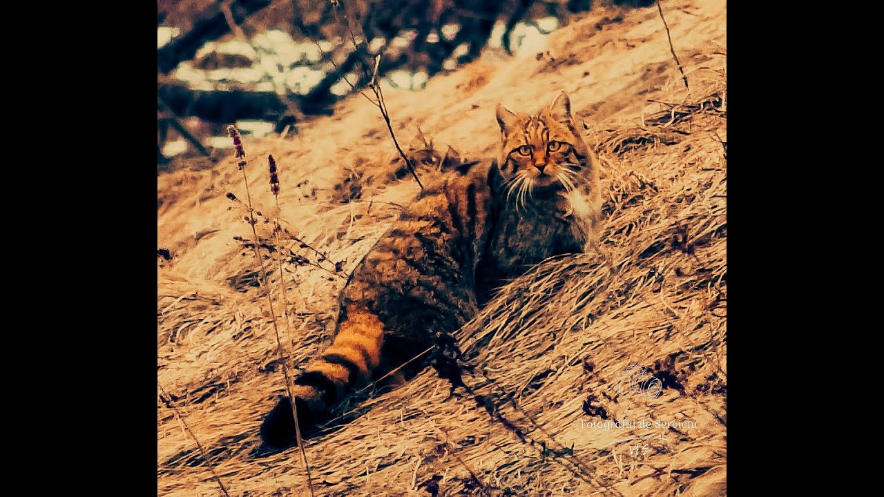 Superb exemplar de pisica salbatica surprins in Tinutul momarlanilor ...