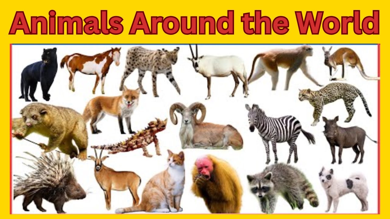 Fantastic World in Animals! 160 Amazing Creatures for Kids 🌎 | Learn ...