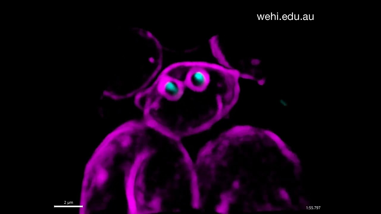 Malaria parasite invasion of red blood cell - YouTube