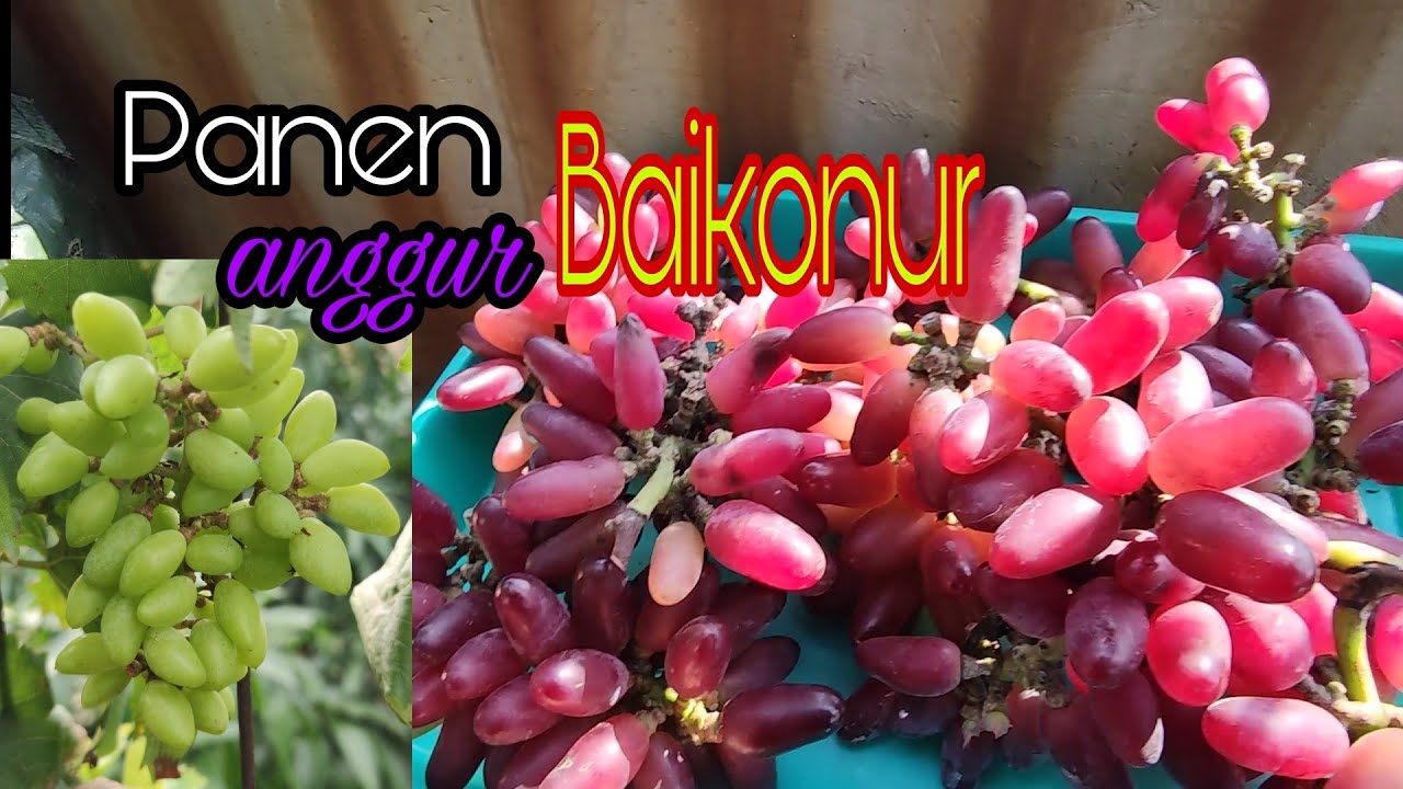 Anggur Baikonur New | Panen - YouTube