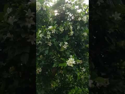 Nguyệt quế cổ - 0984 921 230