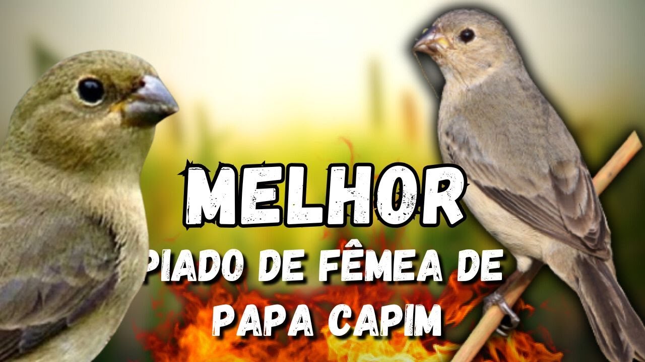 Melhor Piado de fêmea de papa capim para Foguear Papa capim tui tui ...