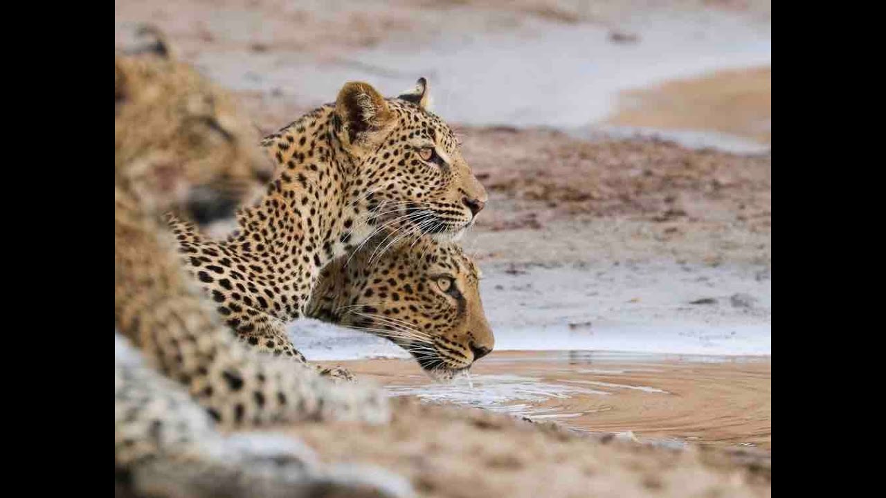 Leopard Hunting for Prey - YouTube