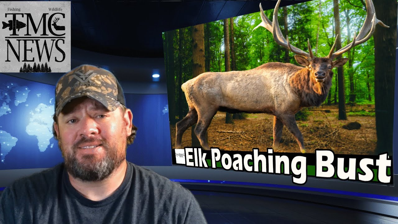Montana Poaching Bust EXPOSED: Elk & Deer Slain in Bull Mountains ...