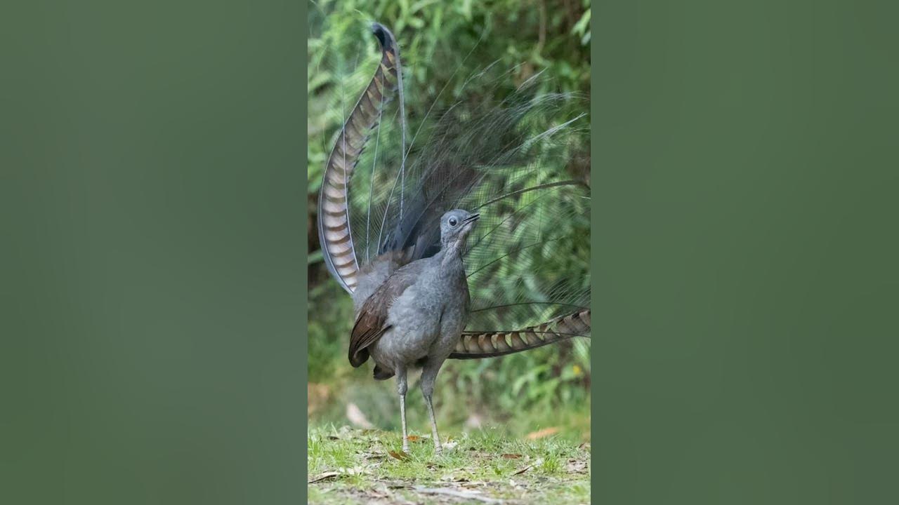 Chatak Bird Amazing Facts 2023shorts 2023 trending fact YouTube chatak-bird-amazing-facts-2023shorts-2023-trending-fact-youtube