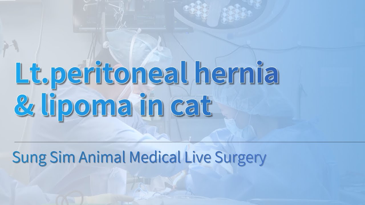 [Warning] Lt.peritoneal hernia& lipoma in cat Sung Sim Animal Medical ...