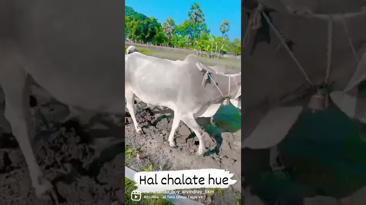 Kissan hal chalate hue 🇮🇳🇮🇳🙏🙏 - YouTube