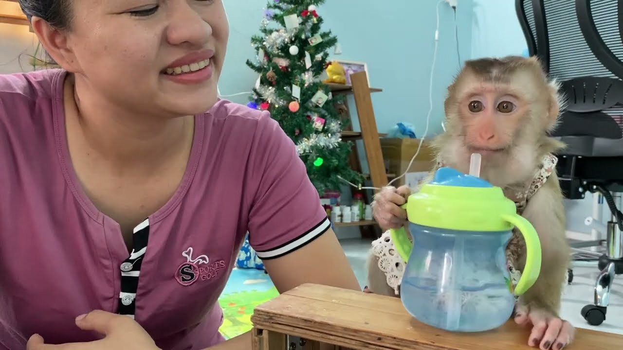 Baby monkey Lyly cried and asked to go to the market with her mother ...