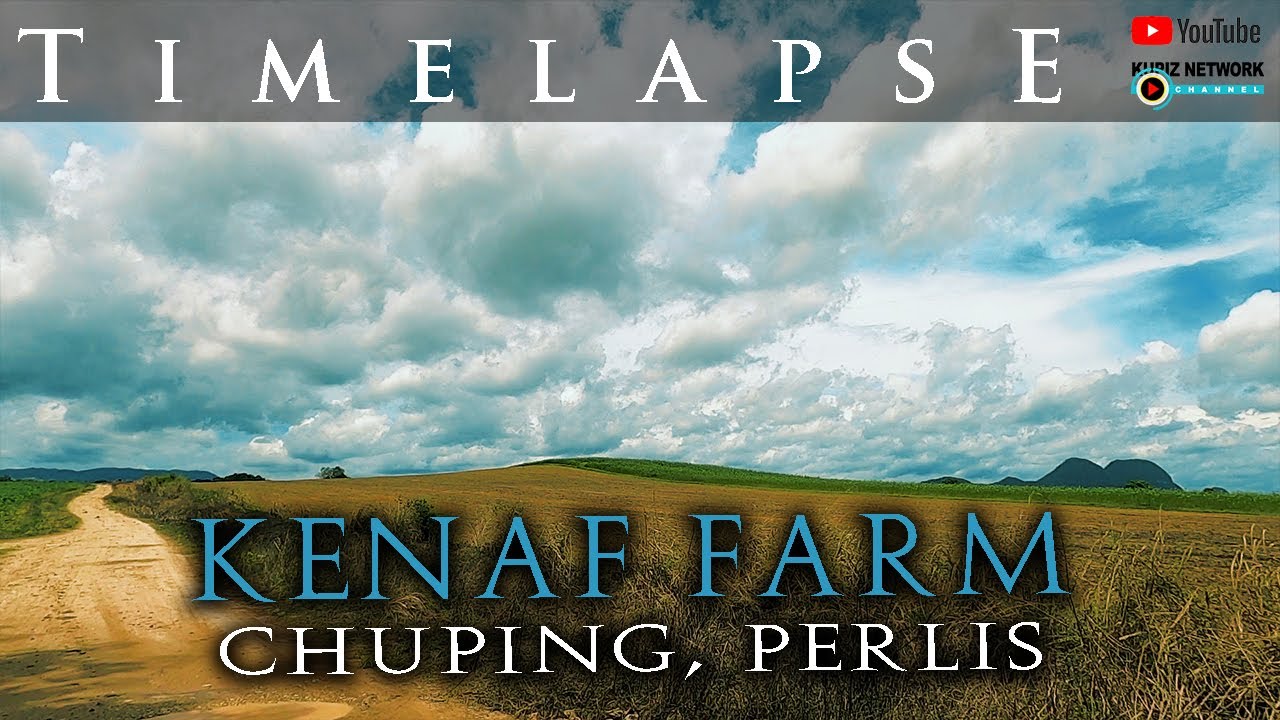 TIMELAPSE | KENAF FARM / LADANG KENAF | CHUPING, PERLIS [2020] - YouTube
