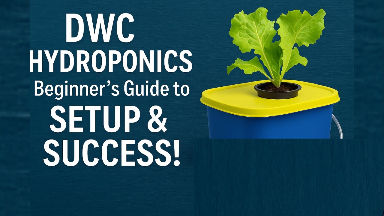 DWC Setup That ACTUALLY Works! - YouTube