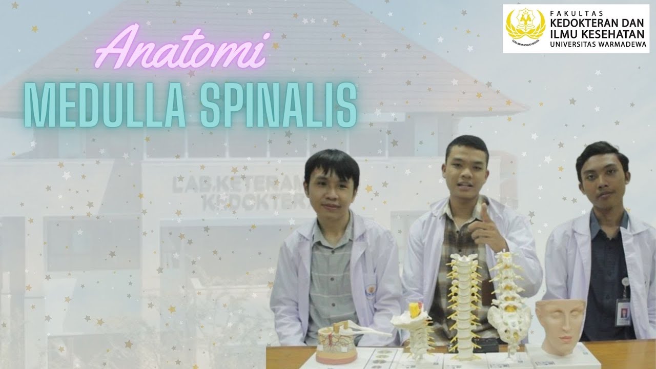 Medula Spinalis dan Nervus Spinalis - YouTube