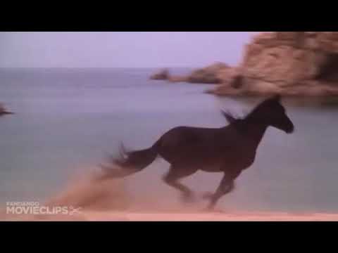 “THE BLACK STALLION” #theblackstallion #1979movie #equestrians #horsemovie #arabianhorse #1979 #film