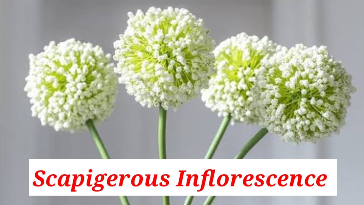 Scapigerous Inflorescence (Lecture 26) In Hindi/Urdu - YouTube