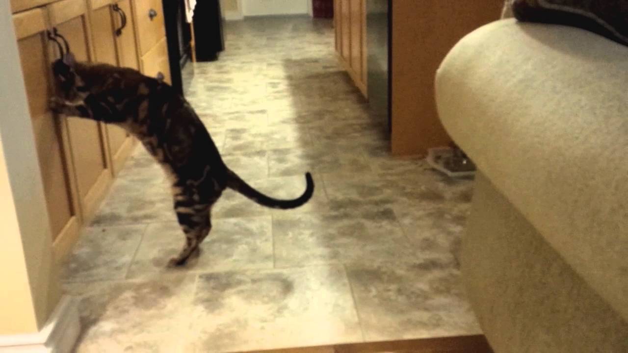 Jeffrey the cat opens cupboard doors - YouTube