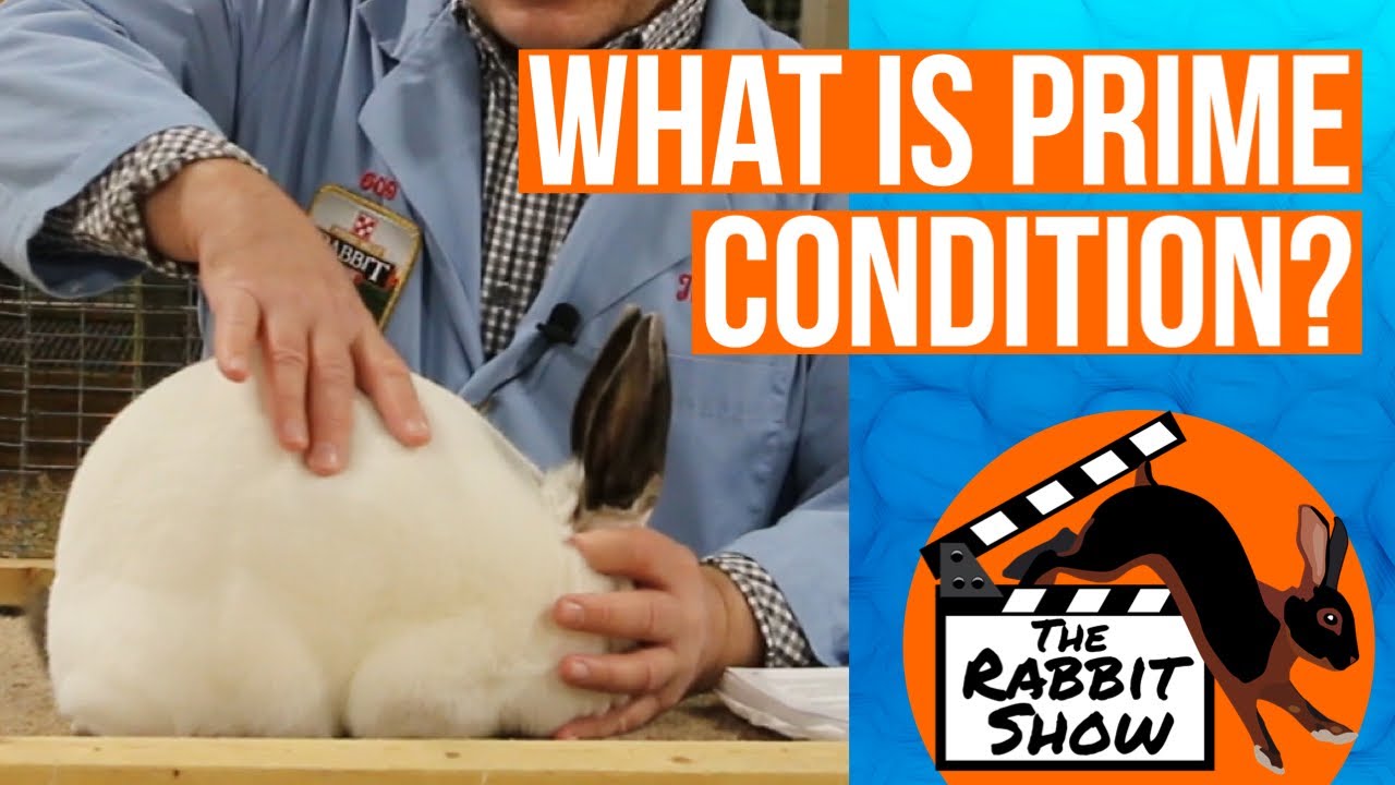 What is PRIME CONDITION by Terry Fender, ARBA Judge - YouTube