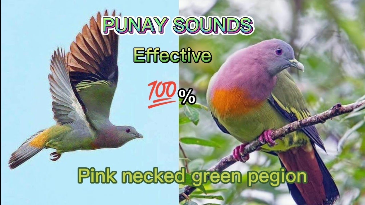 PUNAY SOUNDS effective 100%//PINK NECKED GREEN PEGION@pawiksTV2801 ...