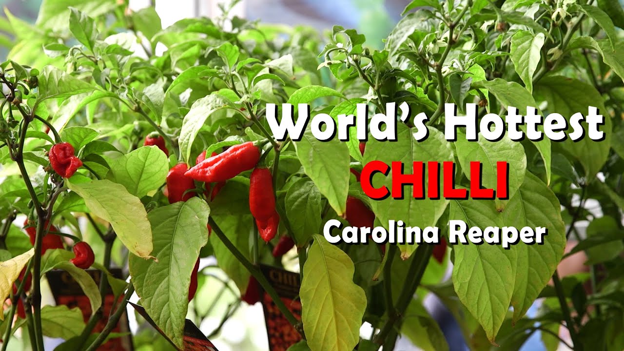 The Worlds Hottest CHILLI - Vasili's Classics - YouTube