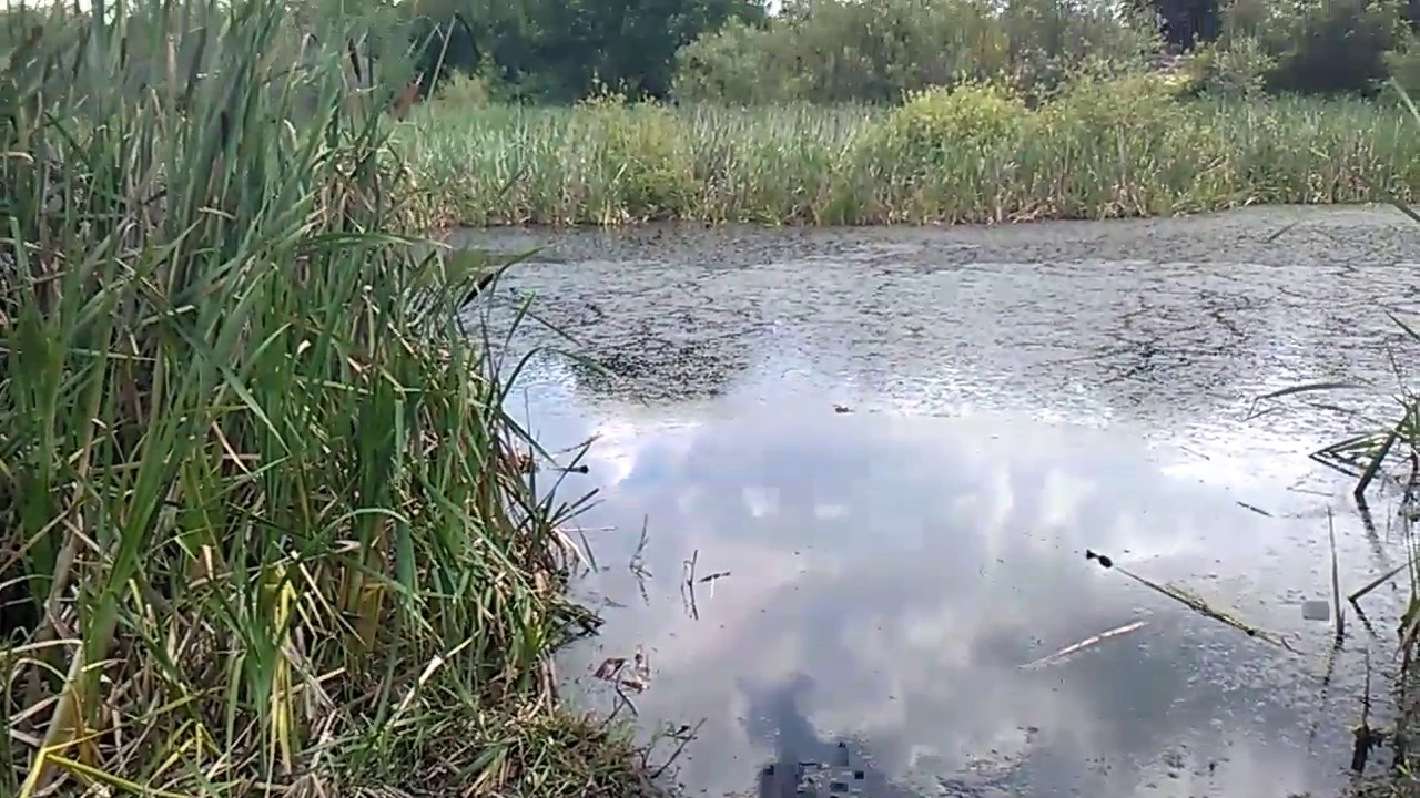 La Crivina Mehedinti 2017 - YouTube