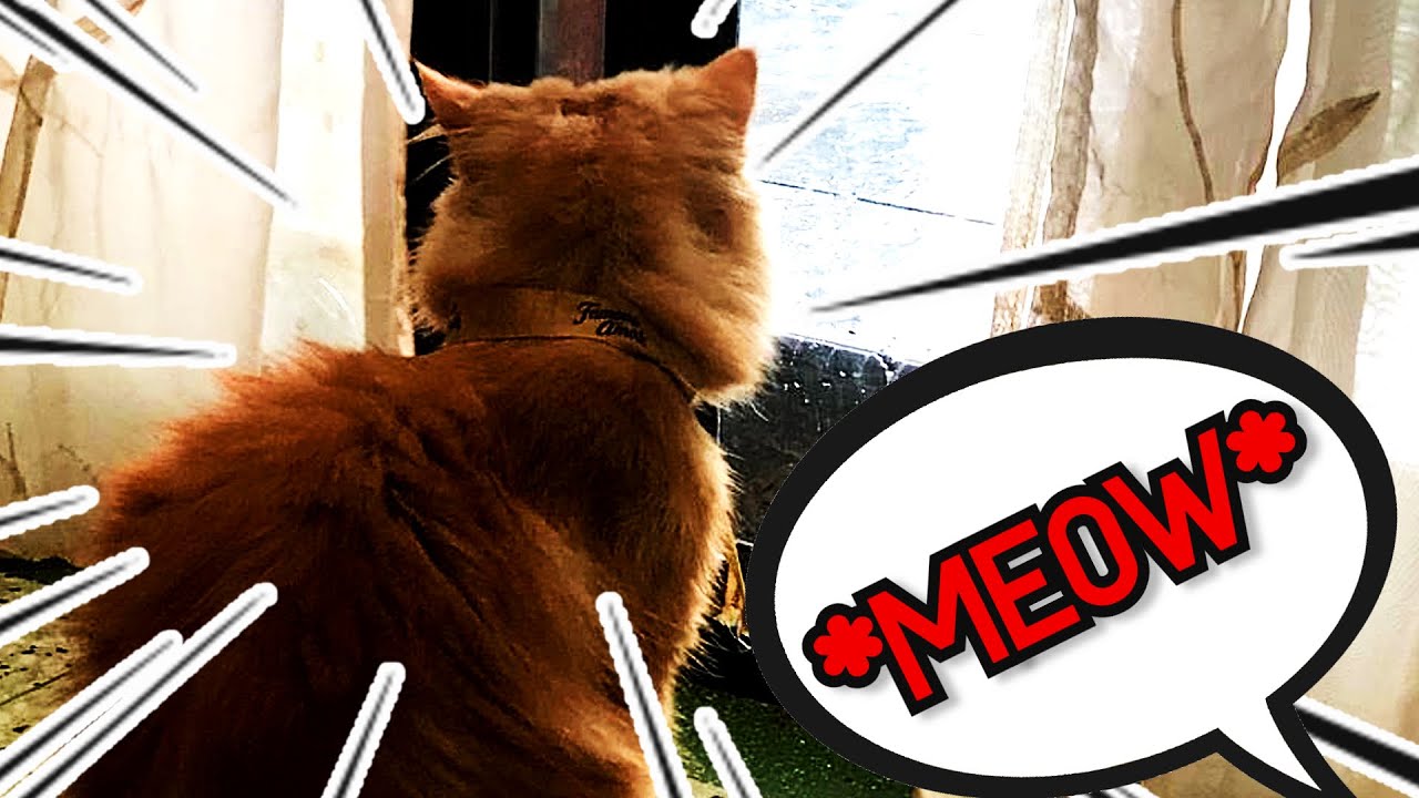 How To Get Your Cat To Come To You YouTube how-to-get-your-cat-to-come-to-you-youtube