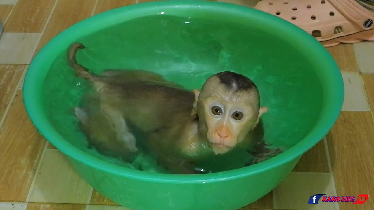 Adorable Little Lisa Swimming In Bowl - YouTube