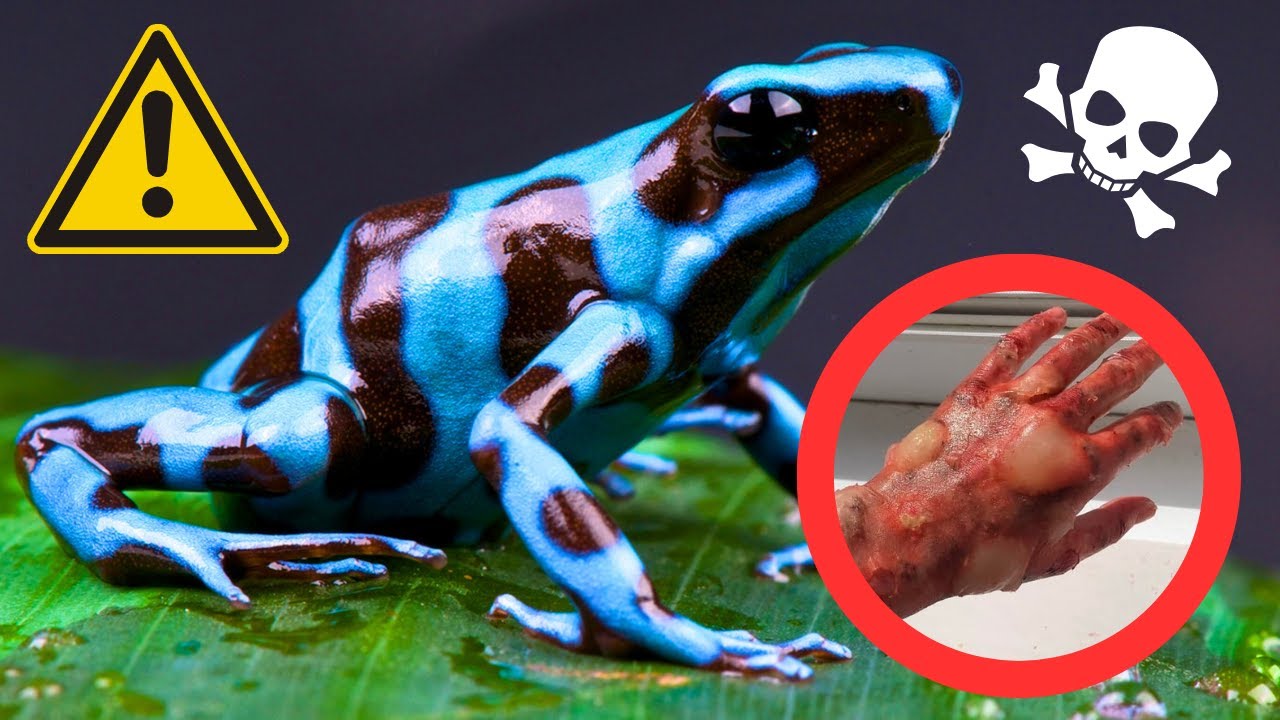 Poisonous Frogs | 5 Most Poisonous Frogs Ever - YouTube