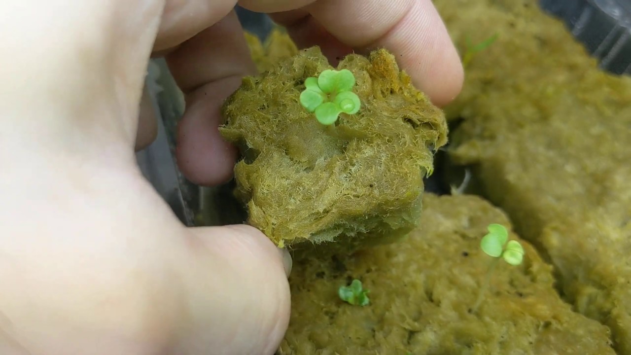 How To Grow Hydroponic Pak Choy Plants Indoors - Update - YouTube