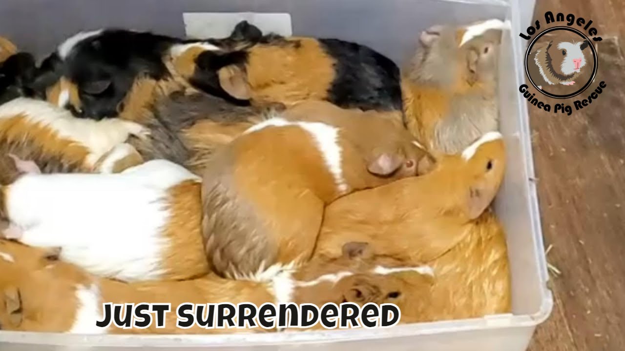 23 Guinea Pigs Surrendered In Unexpected Surprise - YouTube