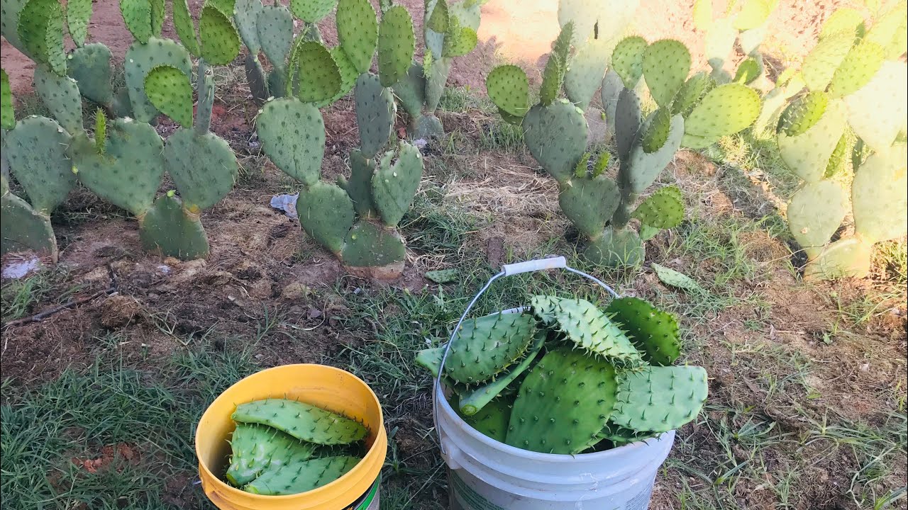 CORTANDO NOPALES (cactus)De Mi Huerto #rancho - YouTube