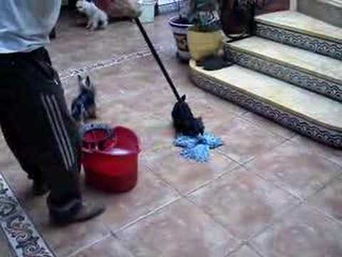 el perro fregona - YouTube