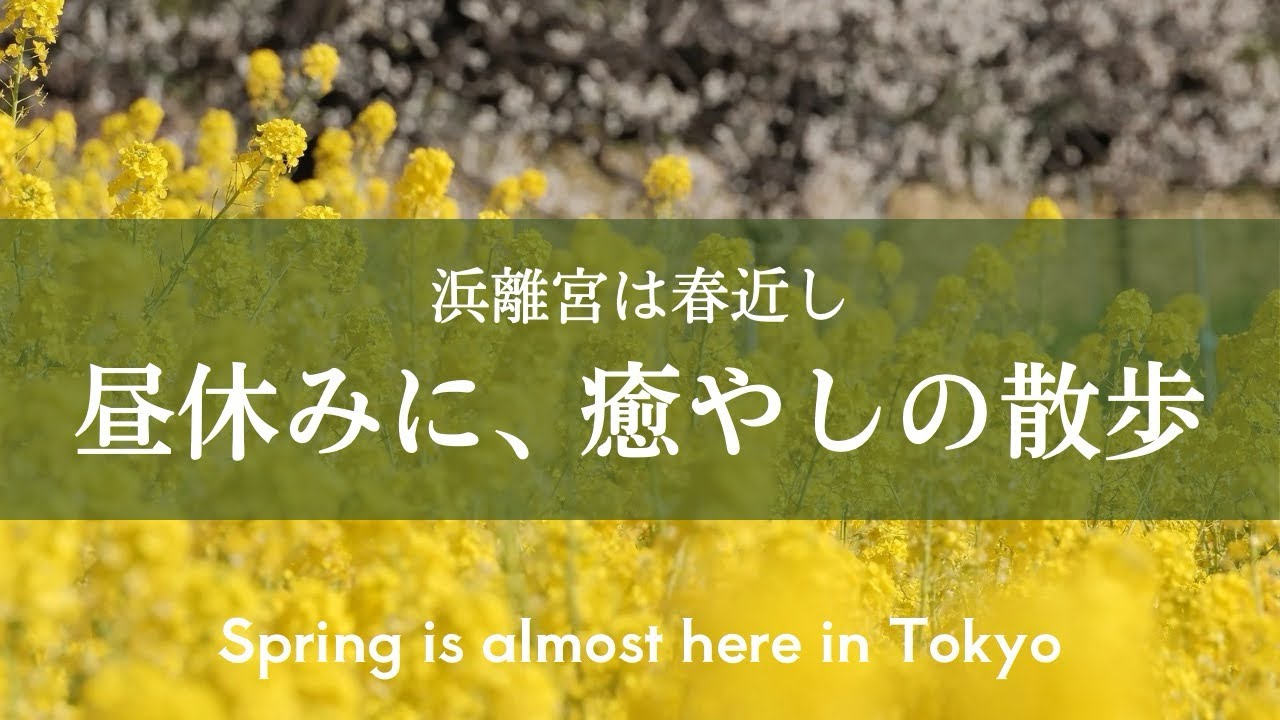 【春近し】浜離宮の散歩にて（Spring is almost here in Tokyo） - YouTube