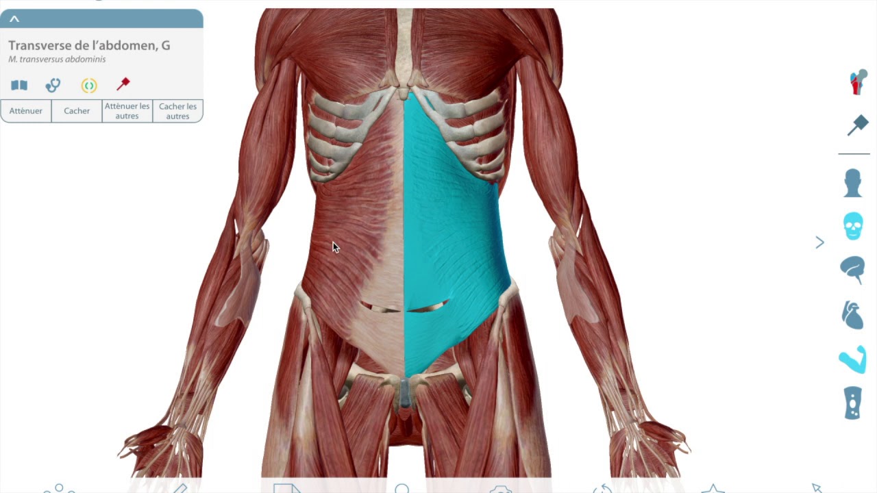 Anatomie du transverse de l'abdomen - YouTube