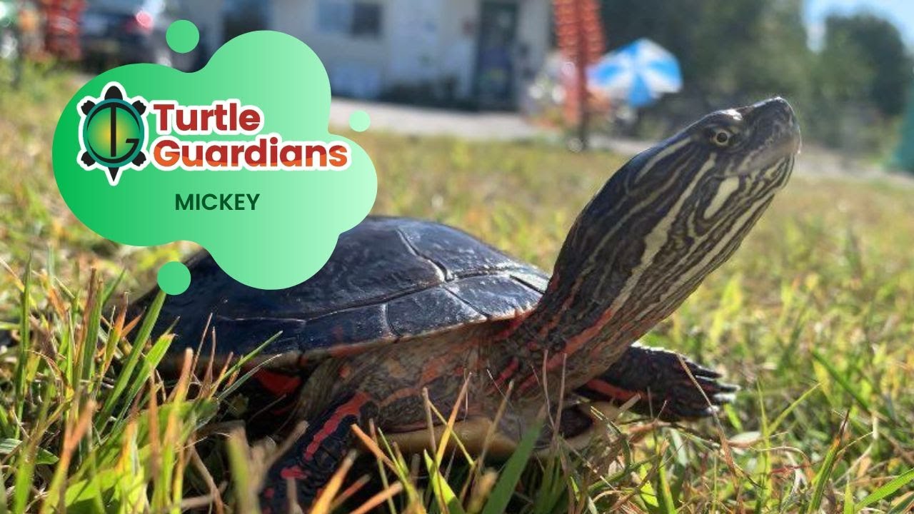 Meet Mickey Our Teaching Turtle - YouTube