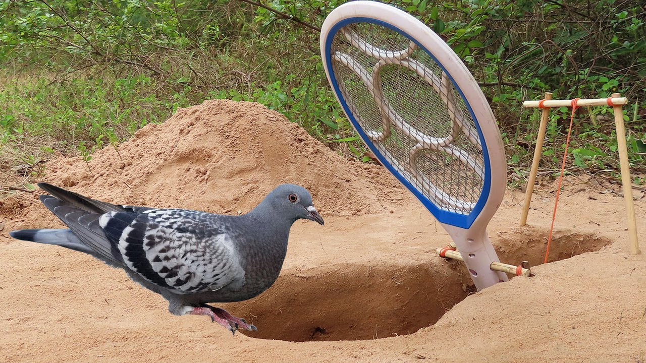 Easy Underground Quick Pigeon Trap - DIY Bird Trap - YouTube