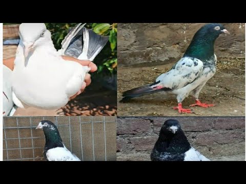 new kabutar Palanpur Gujarat top Collete high-flying Kabutar # ...