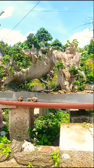 bonsai serut raff siap kontes #081259120020 - YouTube