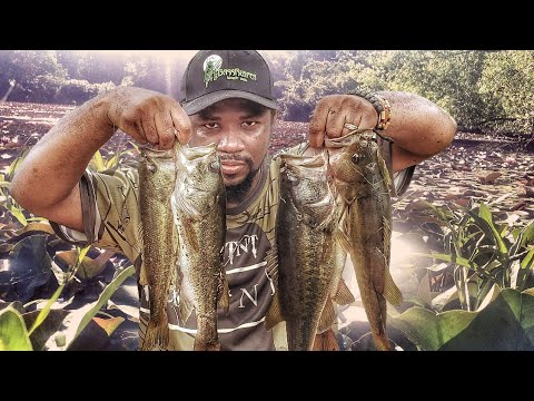 TACKLE REVIEW: Bass Reaper - FIZZLE FROG - (Soft Body Toad) #bassreaper ...