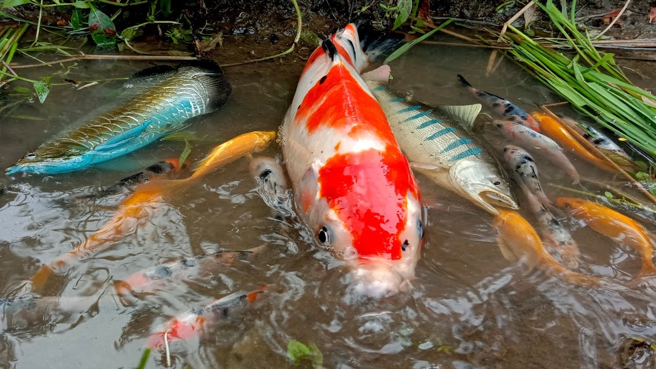 Hunting koi fish in the fields, crab, ornamental fish, koki fish, shark ...