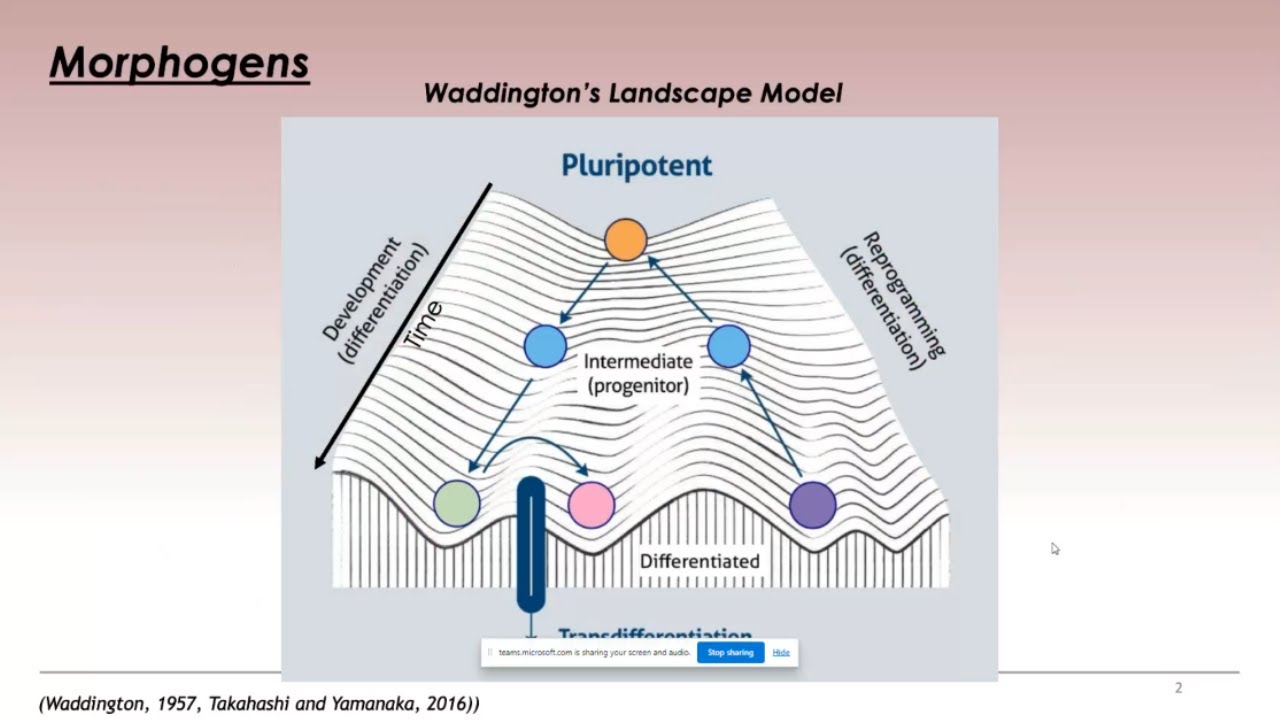 Morphogen Diffusion Model - YouTube