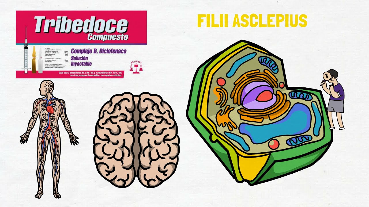 TRIBEDOCE COMPUESTO | PARA QUÉ SIRVE? - YouTube