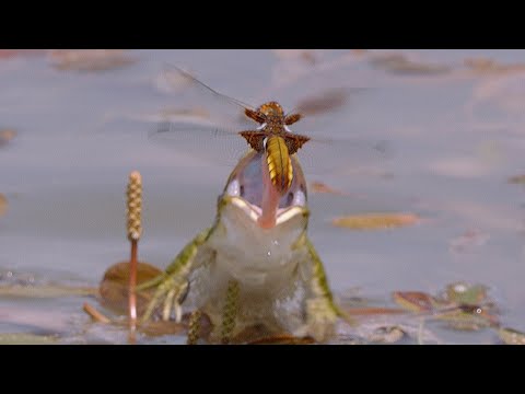 Frog vs flying dragonfly / Rana vs libélula voladora / Frosch gegen fliegende Libelle