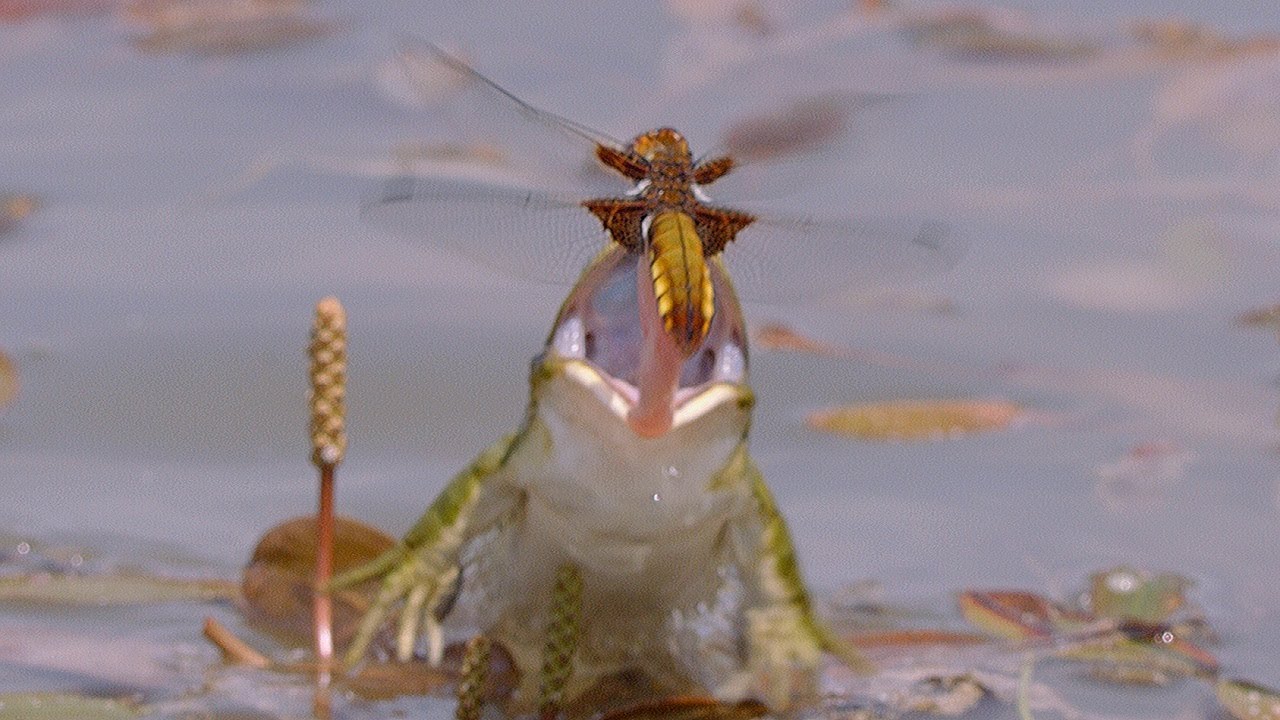 Frog vs flying dragonfly / Rana vs libélula voladora / Frosch gegen ...