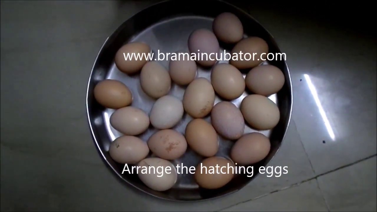 HOME MADE EGG HATCHING INCUBATION PROCESS - YouTube